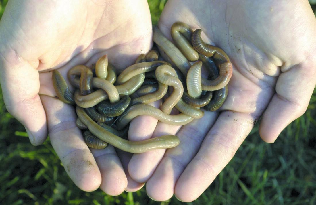 New research in U.P. shows how invasive earthworms are changing forest ...